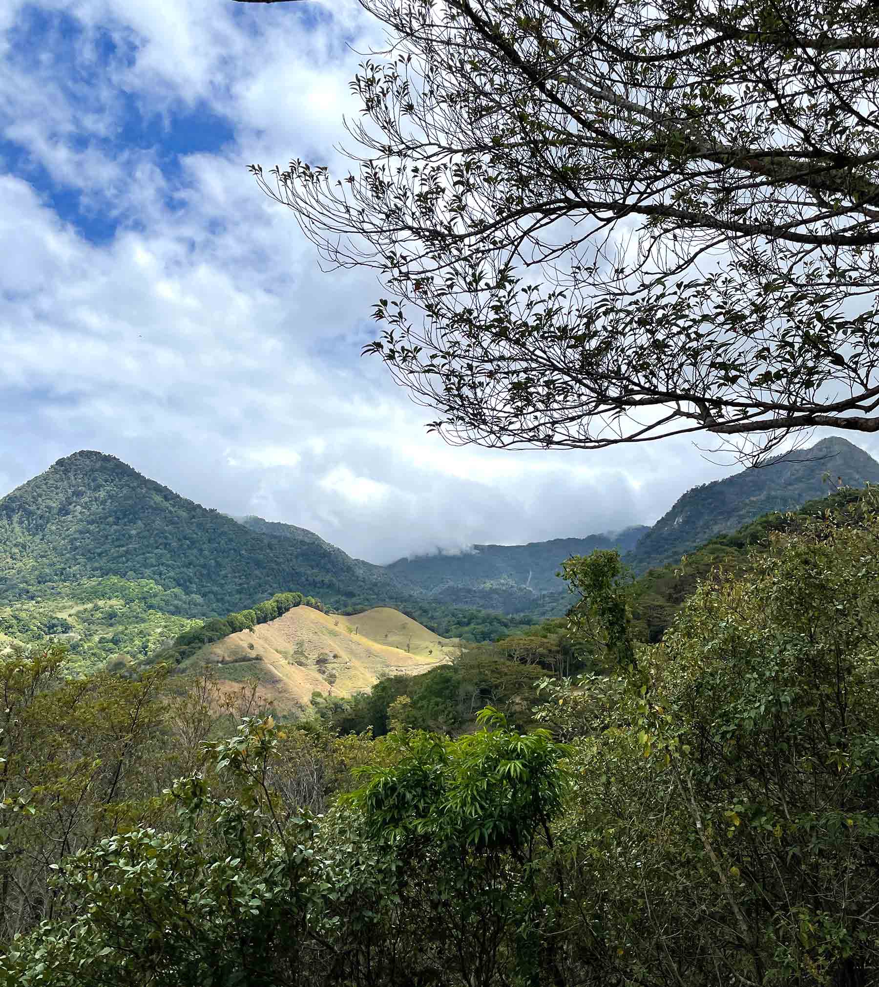 Elipse Geisha · Finca Deborah · Filter coffee Panama · LF Coffee