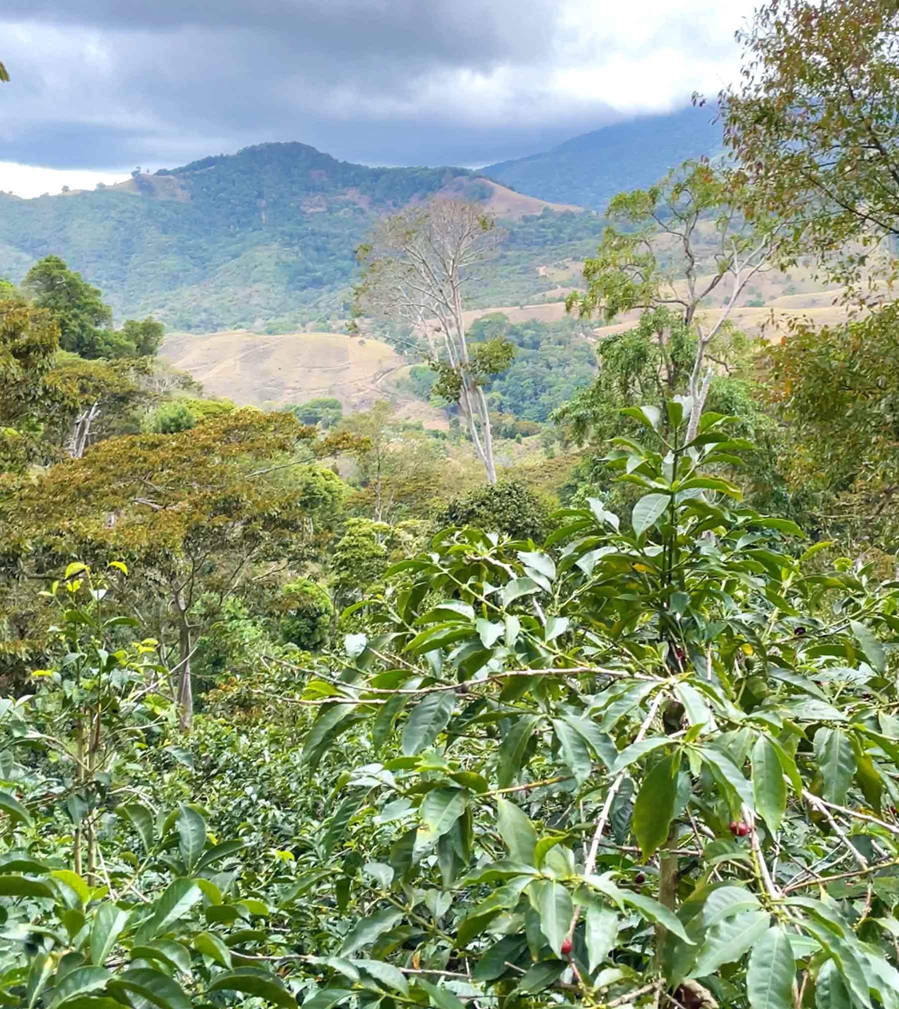 Elipse Geisha · Finca Deborah · Filter coffee Panama · LF Coffee